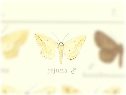 Scopula jejuna · iNaturalist