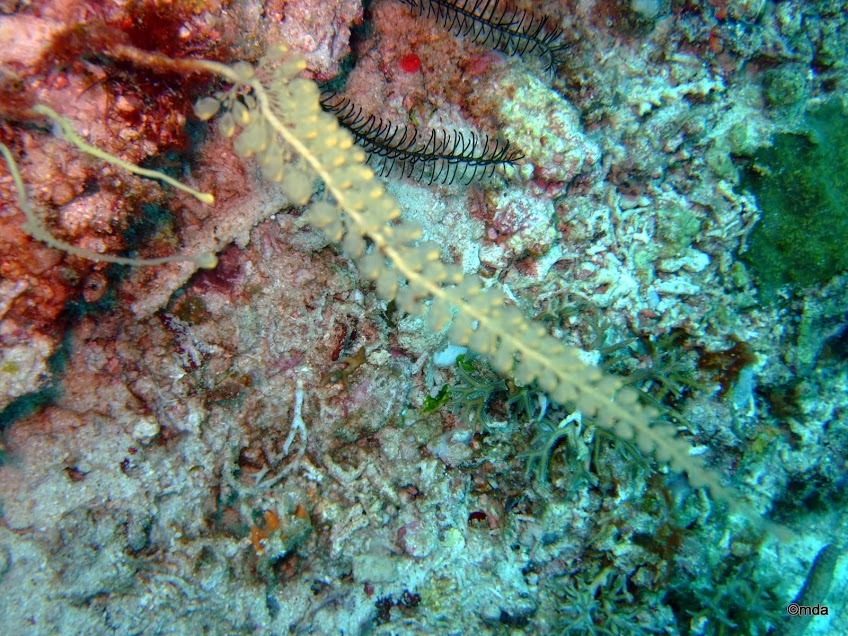 Perophora namei Hartmeyer & Michaelsen, 1928