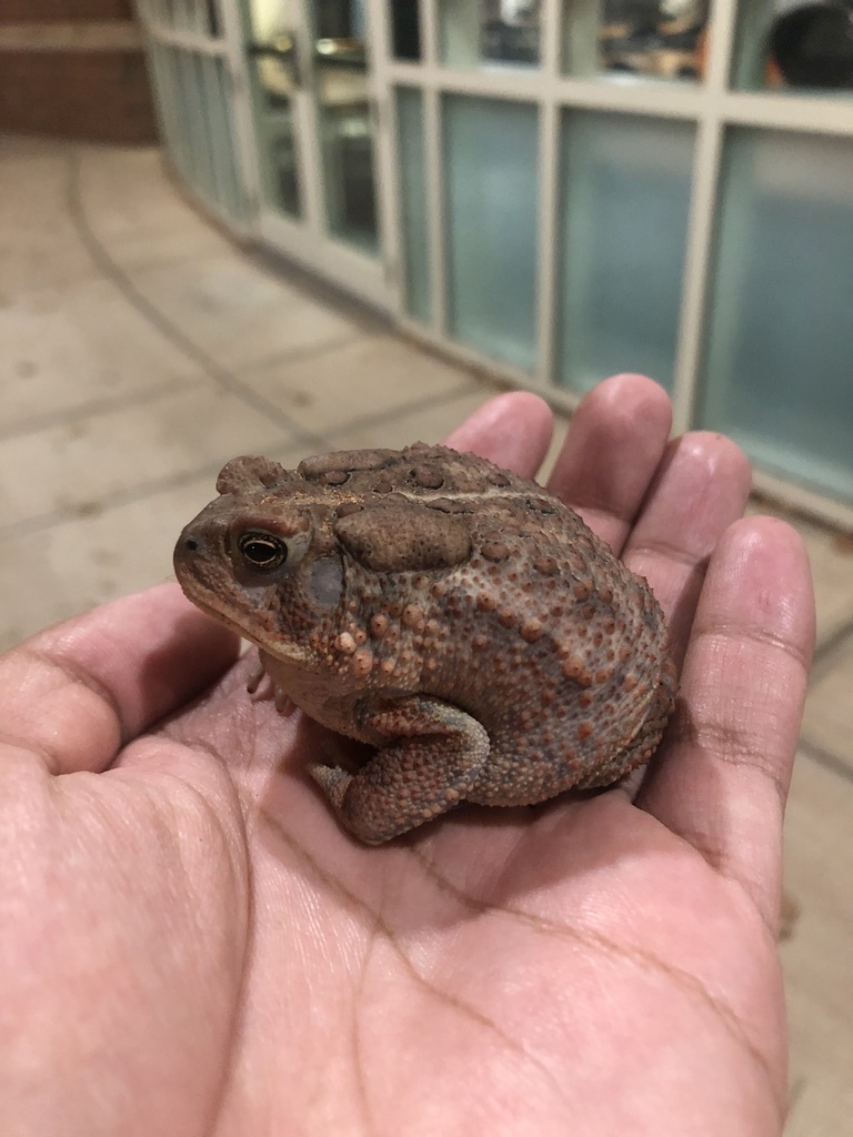 Woodhouse's Toad from Oklahoma State University, Stillwater, OK, US on ...