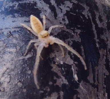 White-jawed Jumping Spider from Warwick, Newport News, VA, USA on ...