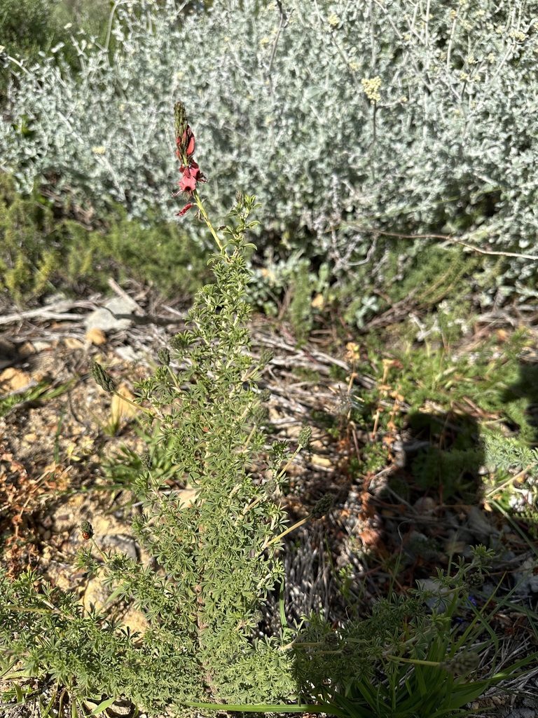 Finger Indigo from Overberg District Municipality, South Africa on ...