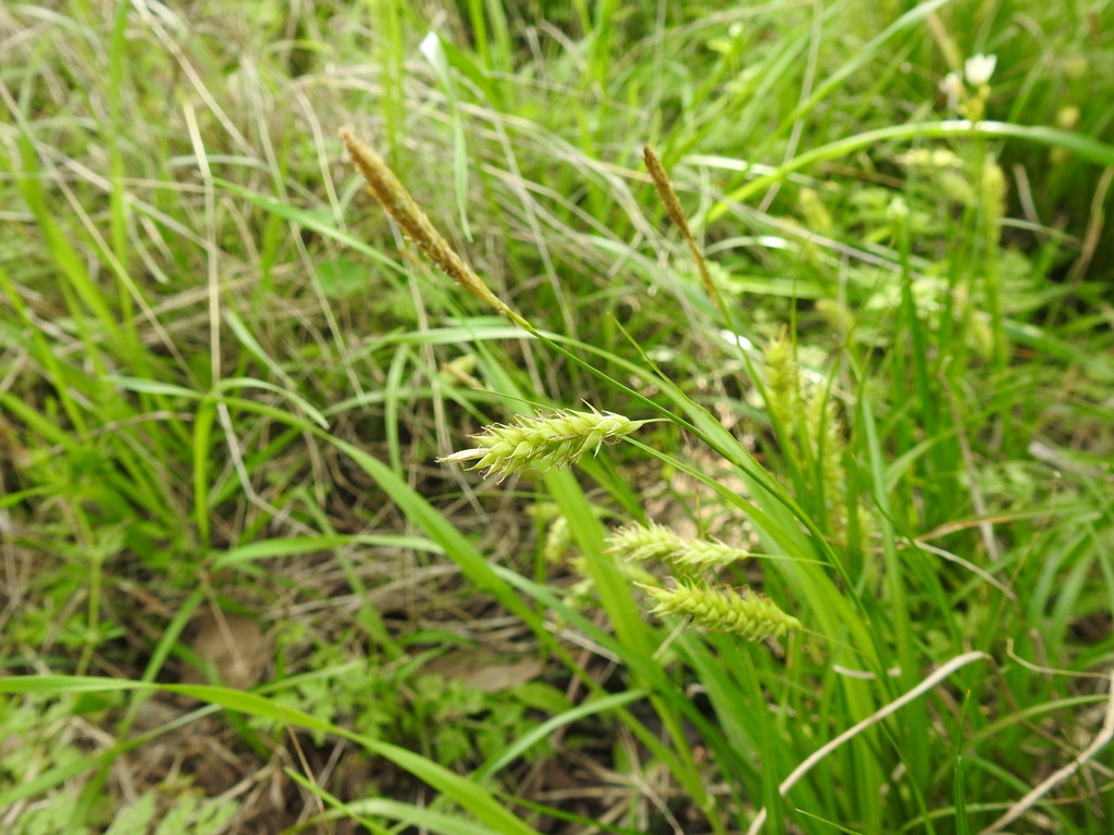 Cherokee sedge from Bastrop County, TX, USA on March 17, 2019 by Kathy ...