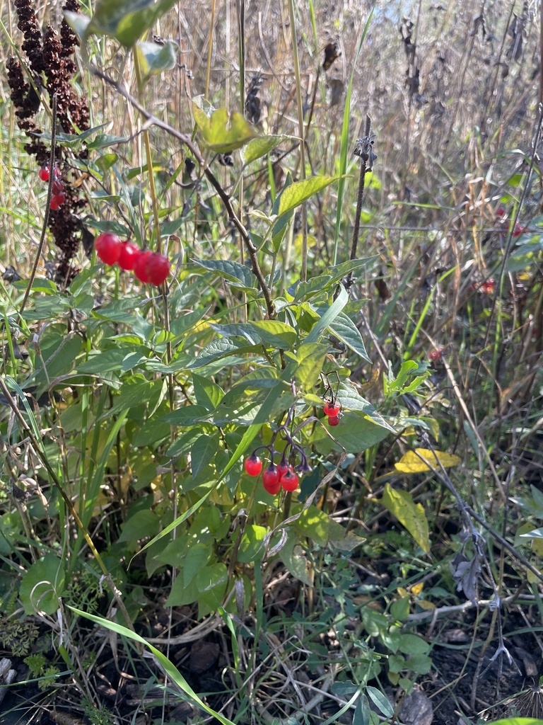 nightshade family from Milwaukee County, US-WI, US on October 24, 2023 ...