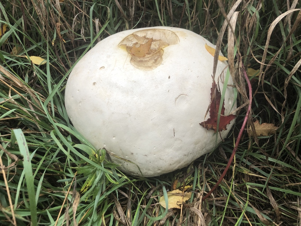 giant puffball from 87th Ave NE, Blaine, MN, US on October 24, 2023 at ...