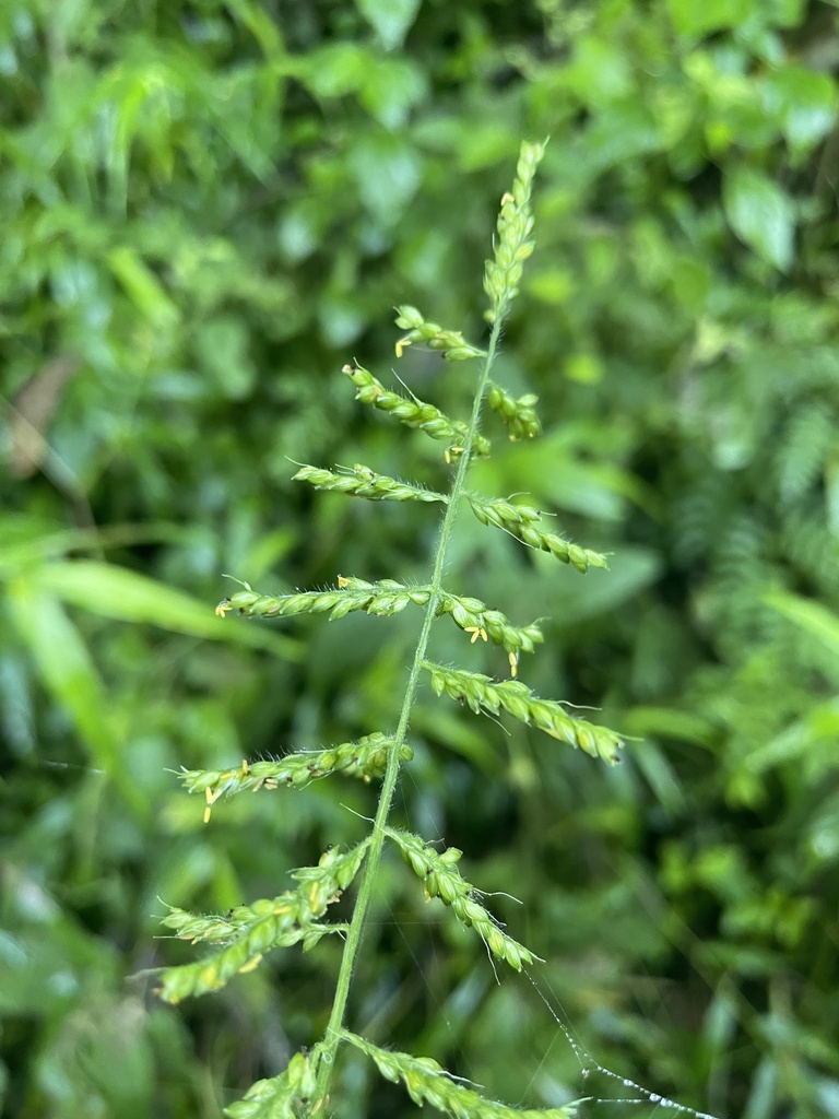 Setaria barbata in October 2023 by Steve Maldonado Silvestrini ...