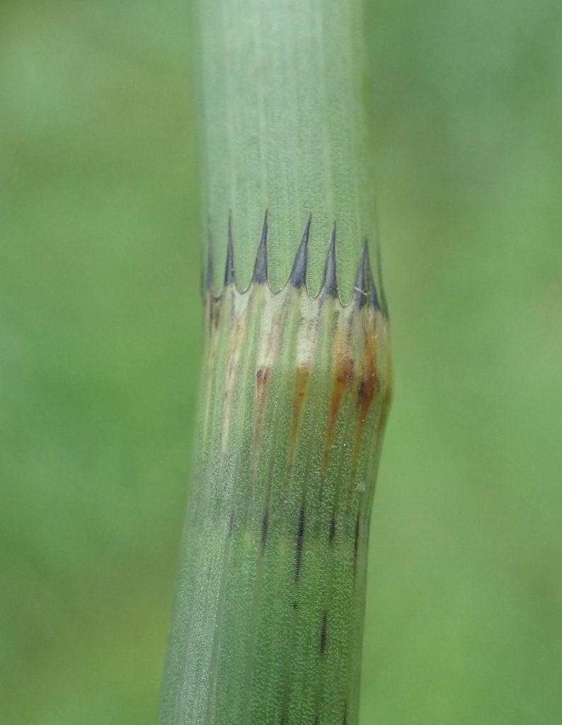 water horsetail (Equisetum fluviatile) - Botanical Realm
