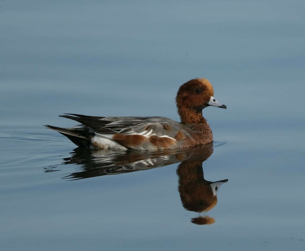 Eurasian Wigeon from Steinach, Schweiz on October 23, 2023 at 04:16 PM ...