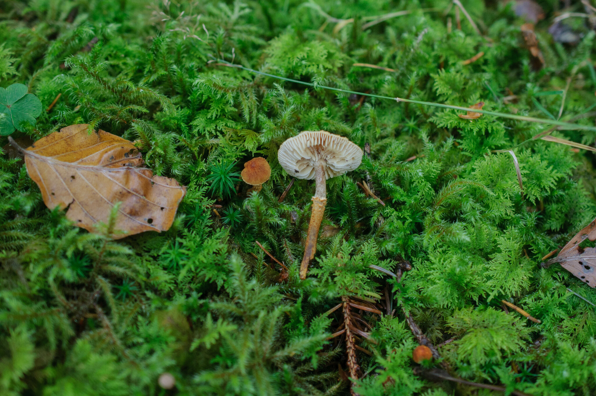 Cystoderma jasonis - Langsporiger Körnchenschirmling
