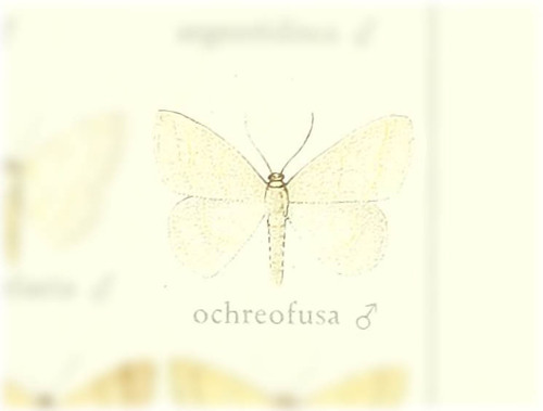 Scopula ochreofusa · iNaturalist