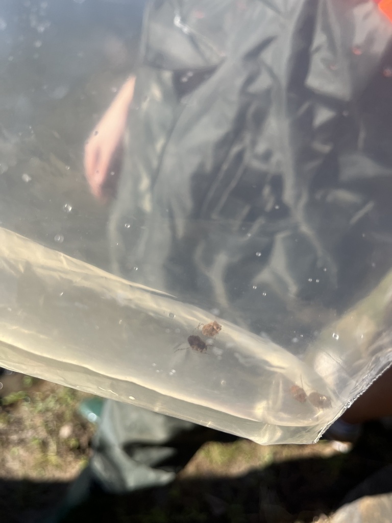 Water Bugs from Turkey Mountain Urban Wilderness Area, Tulsa, OK, US on ...