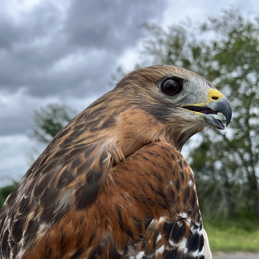 Red-shouldered Hawk from Alice, TX, US on October 24, 2023 at 02:45 PM ...