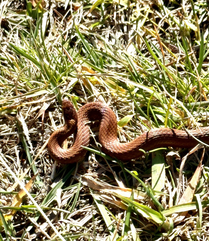Red-bellied Snake from Sparta, NC, US on October 24, 2023 at 03:05 PM ...