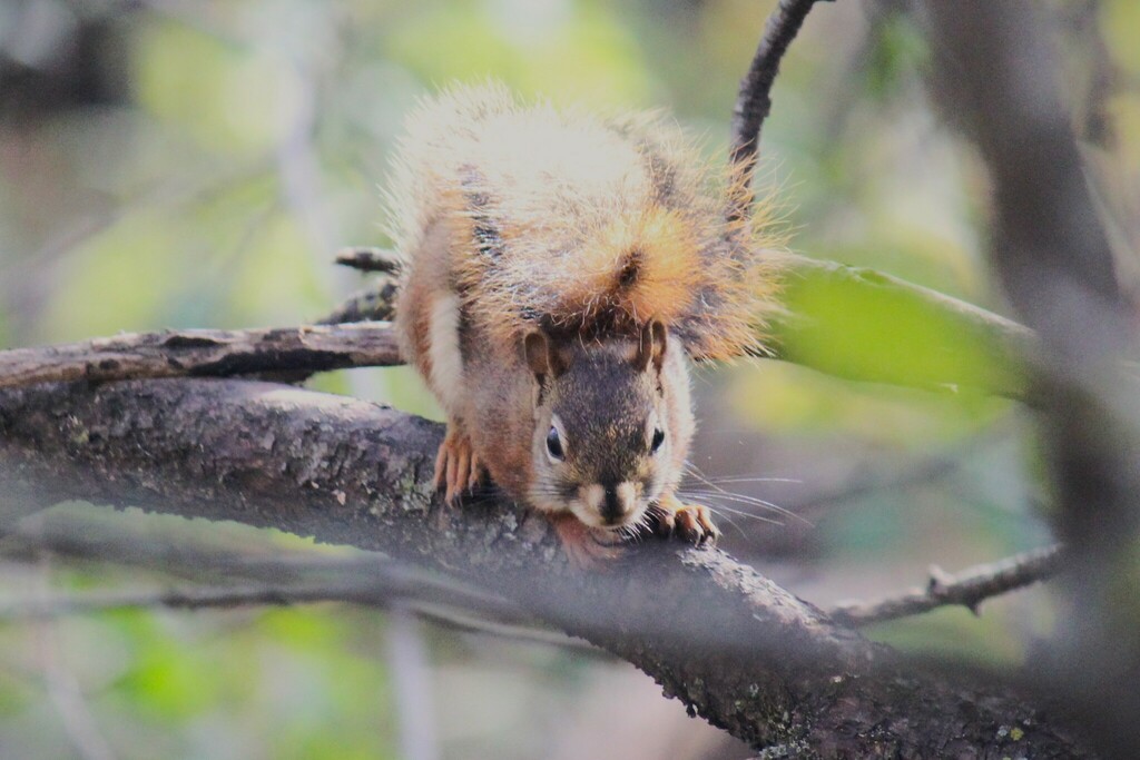 American Red Squirrel from Rochester, MN, USA on October 22, 2023 at 03 ...