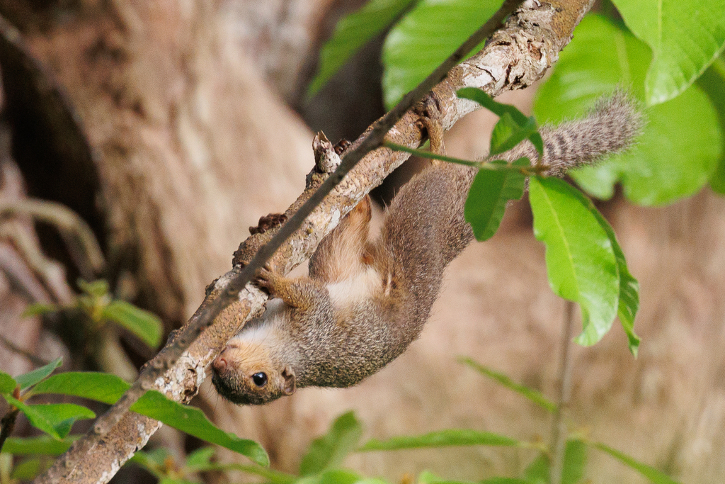 Gambian Sun Squirrel from Quebo, Guinea-Bissau on June 13, 2023 at 07: ...