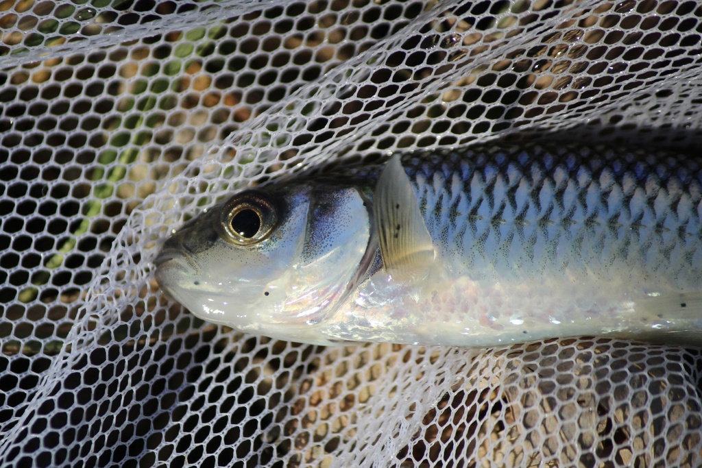 White Shiner from Huckleberry Trail, Blacksburg, VA, US on October 24 ...