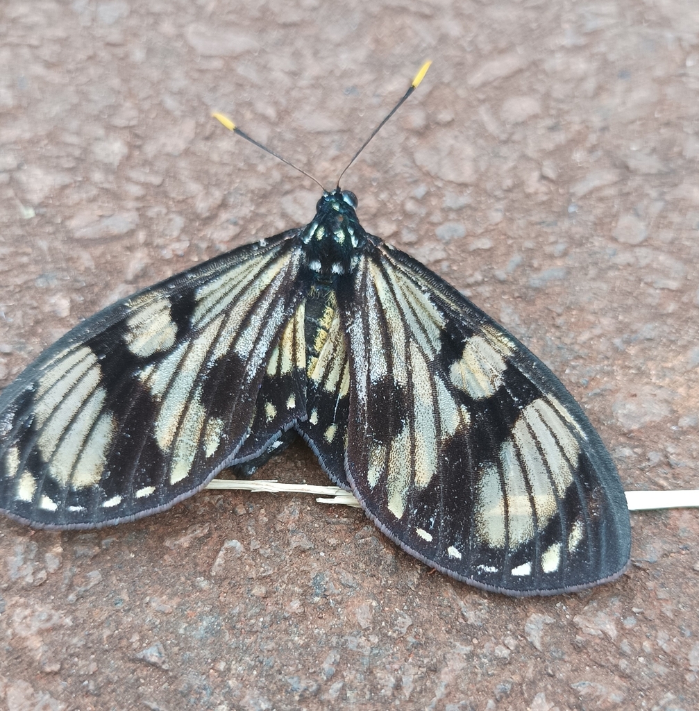 Prometheus heliconioides from Jardim Vila Bela, Rio Claro - SP, Brasil ...