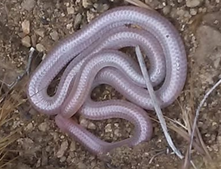 Western Threadsnake in June 2023 by Rudy. It was under a Rock ...