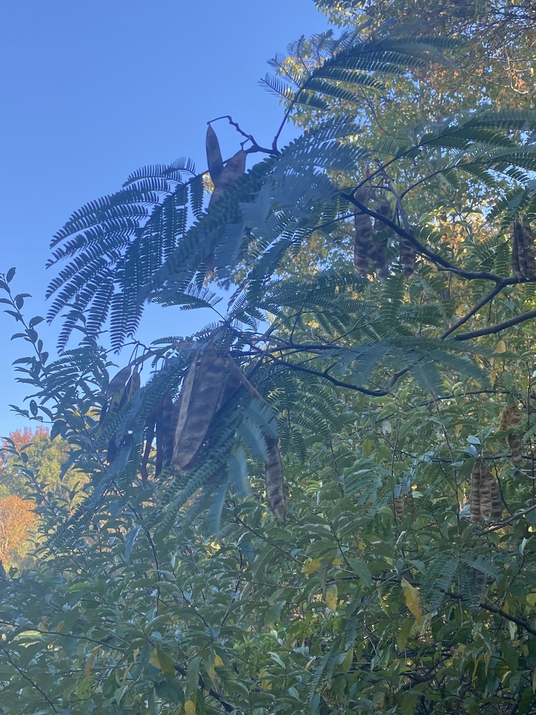 Persian silk tree from East New Street Park, Glassboro, NJ, US on ...