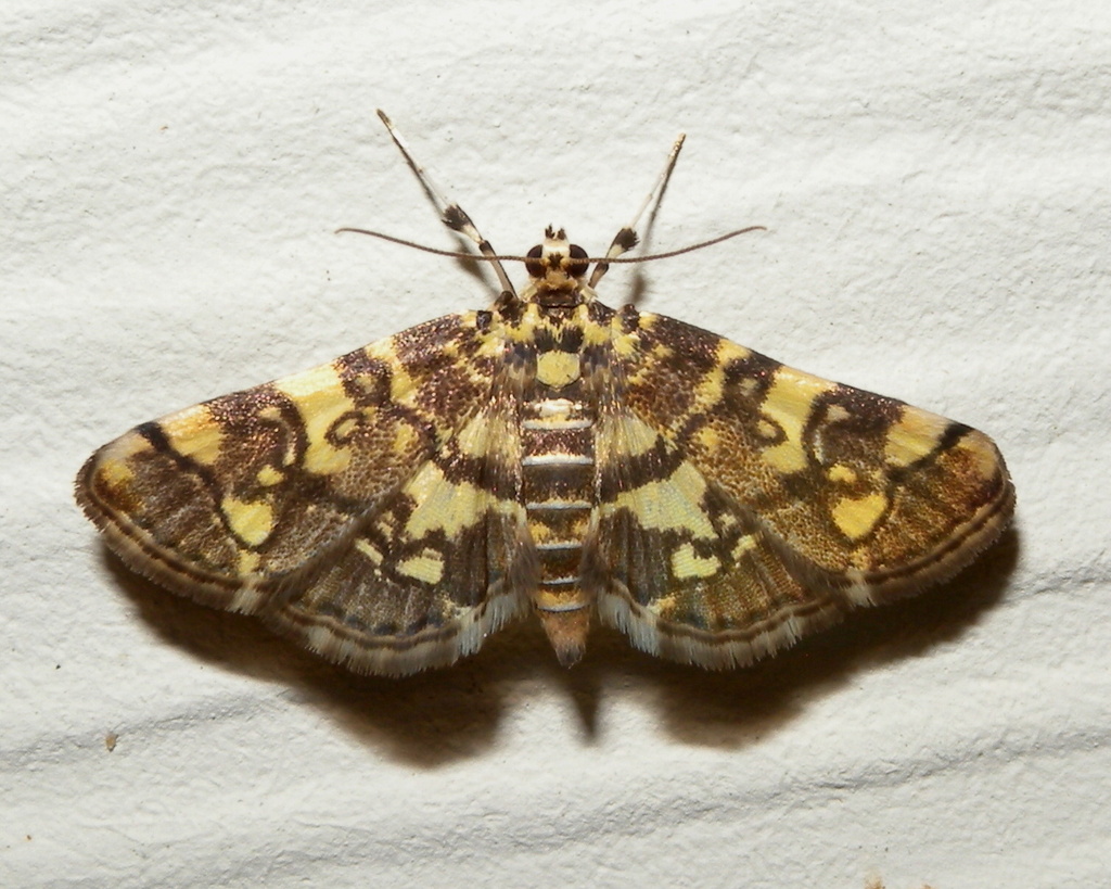 Checkered Apogeshna Moth from Long Island, Southold, NY, US on June 20 ...