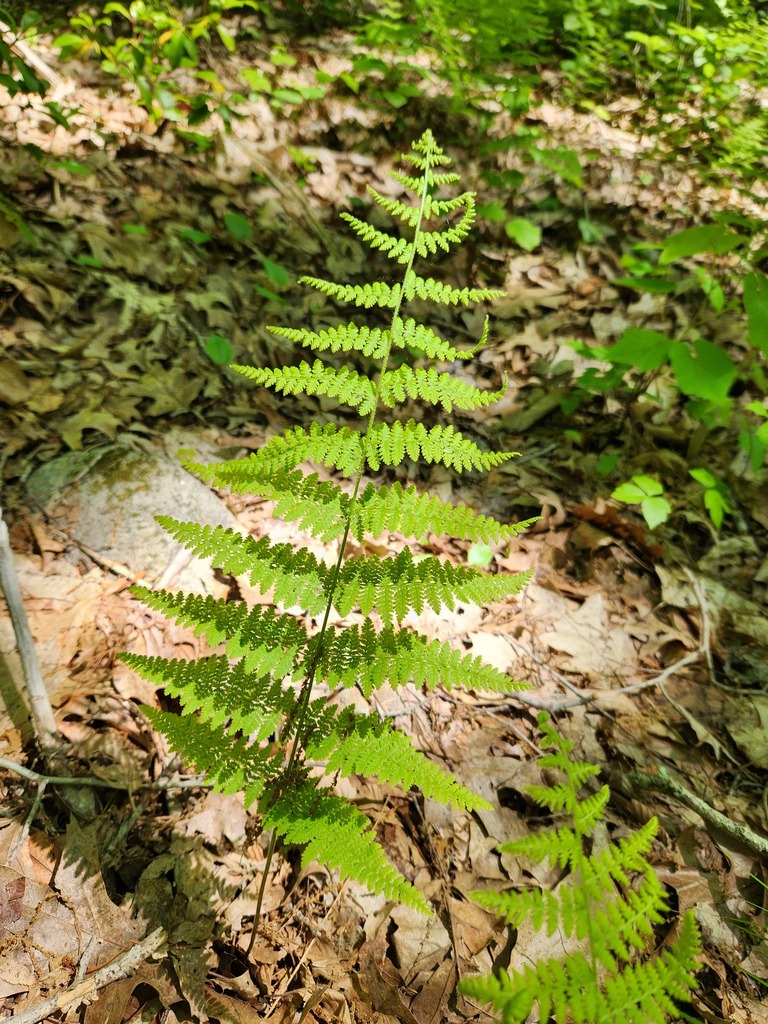 hay-scented fern from Lyme, CT, USA on May 25, 2023 at 12:47 PM by Jim ...