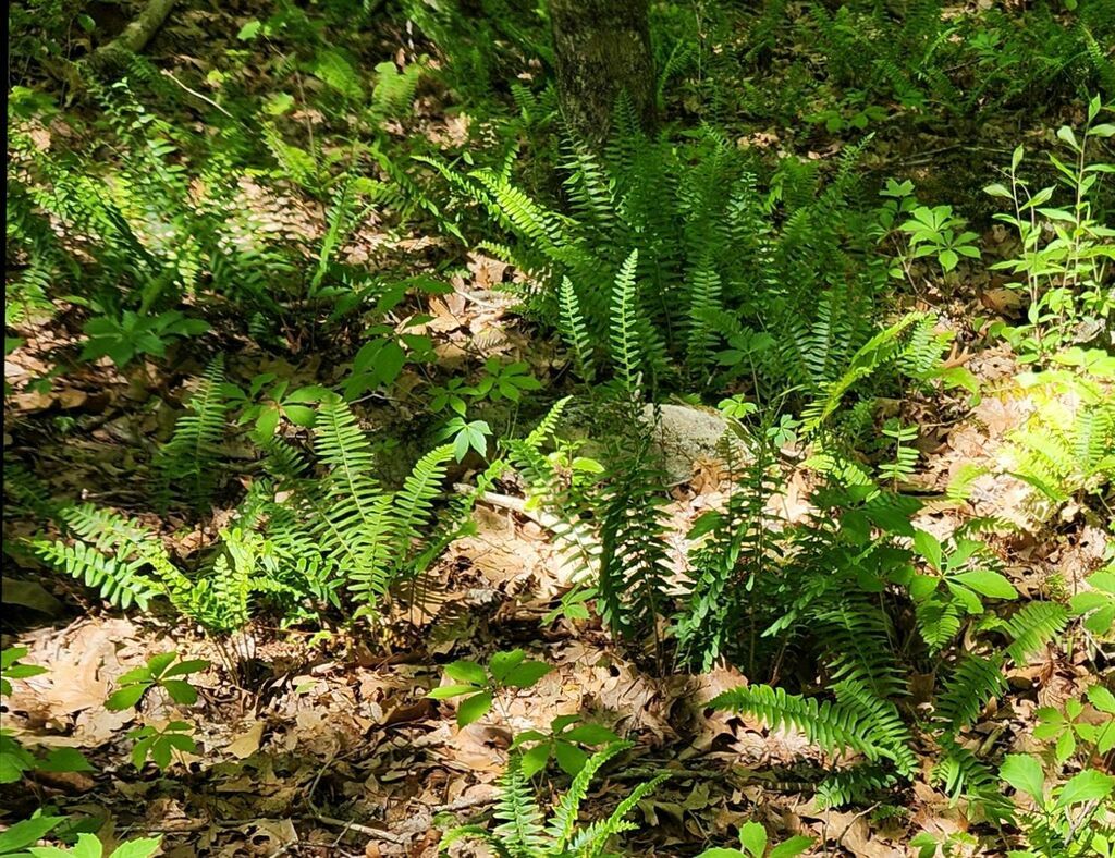 Christmas fern from Lyme, CT, USA on May 25, 2023 at 12:48 PM by Jim ...