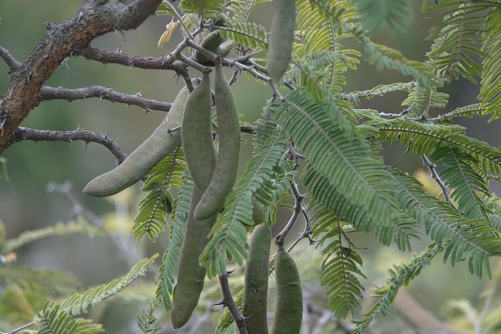 fern-leaf acacia from Teotitlán del Valle, Oax., Mexico on October 9 ...
