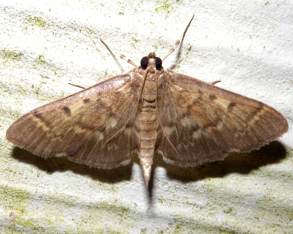 Serpentine Webworm Moth from Long Island, Southold, NY, US on July 29 ...