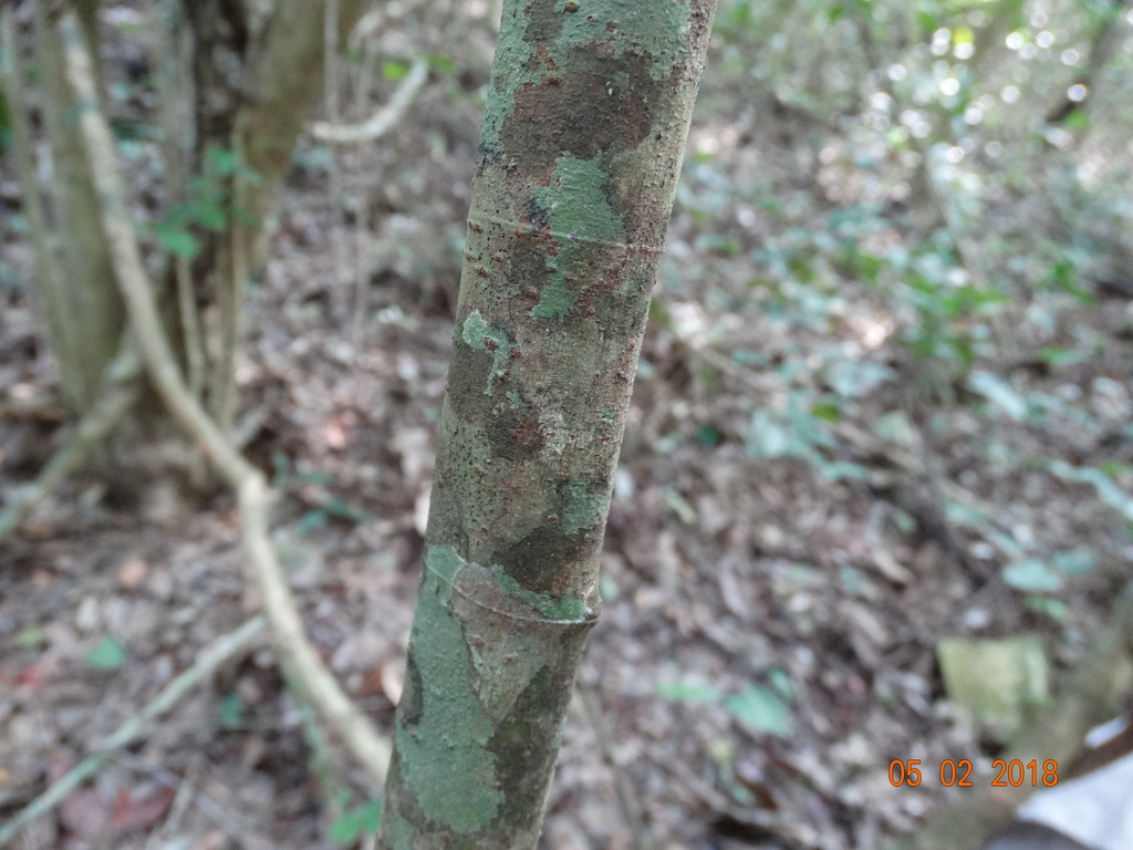 Pithecellobium lanceolatum from Soto la Marina, Tamps., México on ...