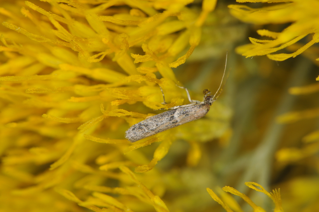Dusky Raisin Moth in October 2023 by Elliott Gordon · iNaturalist