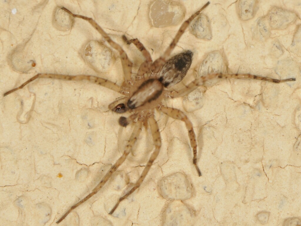 Anyphaena in October 2023 by Elliott Gordon. male approaching full ...