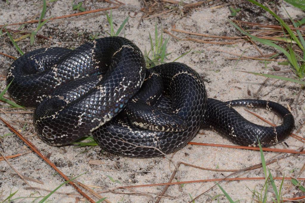 Eastern Kingsnake from Baldwin County, AL, USA on May 29, 2018 at 07:52 ...