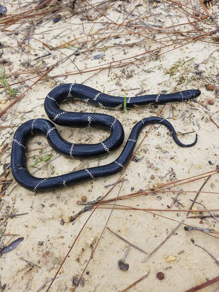Eastern Kingsnake from Baldwin County, AL, USA on September 15, 2017 at ...