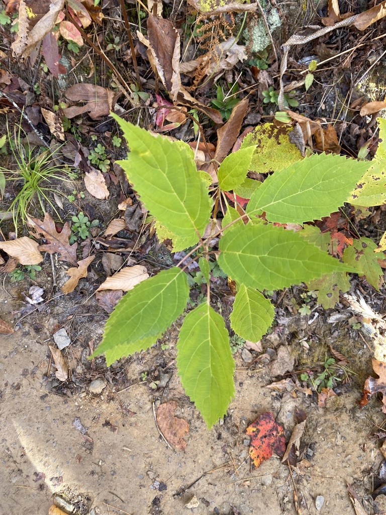 wild hydrangea from Graham County, US-NC, US on October 24, 2023 at 10: ...