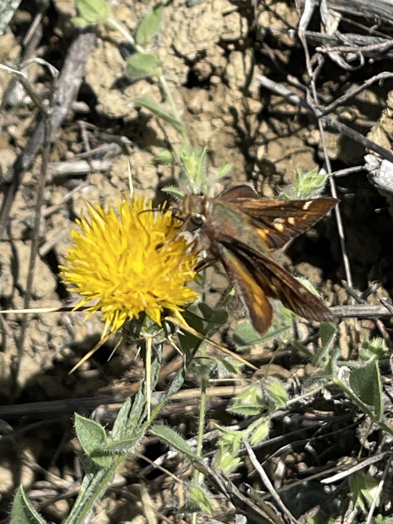 Umber Skipper from Skyline Ridge Preserve, La Honda, CA, US on October ...