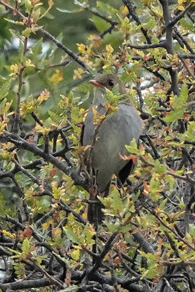 Orange-billed Nightingale-Thrush from Teotitlán del Valle, Oax., Mexico ...
