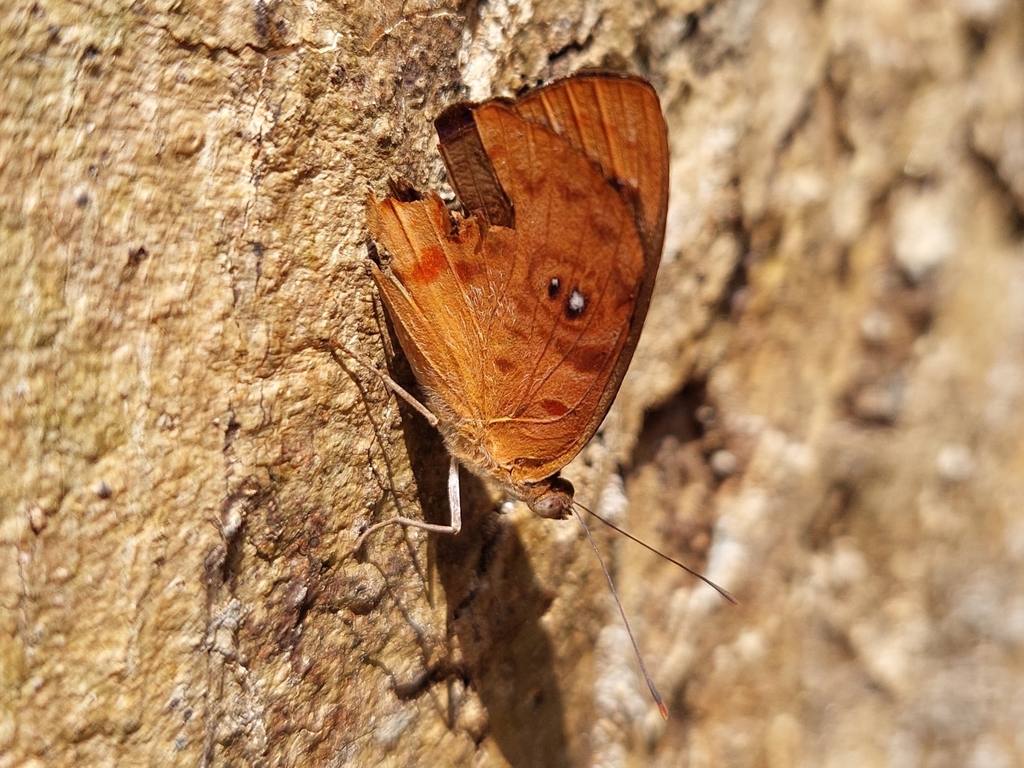 Eunica orphise from Altamira, PA, Brasil on October 24, 2023 at 10:10 ...