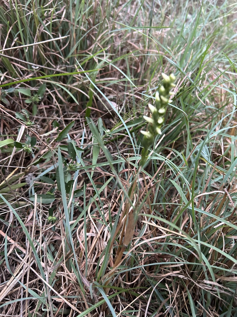 nodding ladies’ tresses from Rose Creek Ct, Burleson, TX, US on October ...