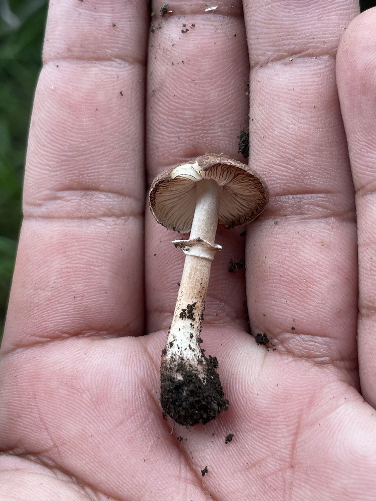 Micropsalliota from Huitzilac, Mor., MX on October 24, 2023 at 01:18 PM ...