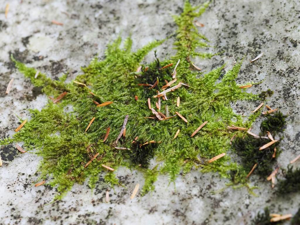 Haller's Feather-moss from Beales Creek and Estuary, Cunningham Island ...