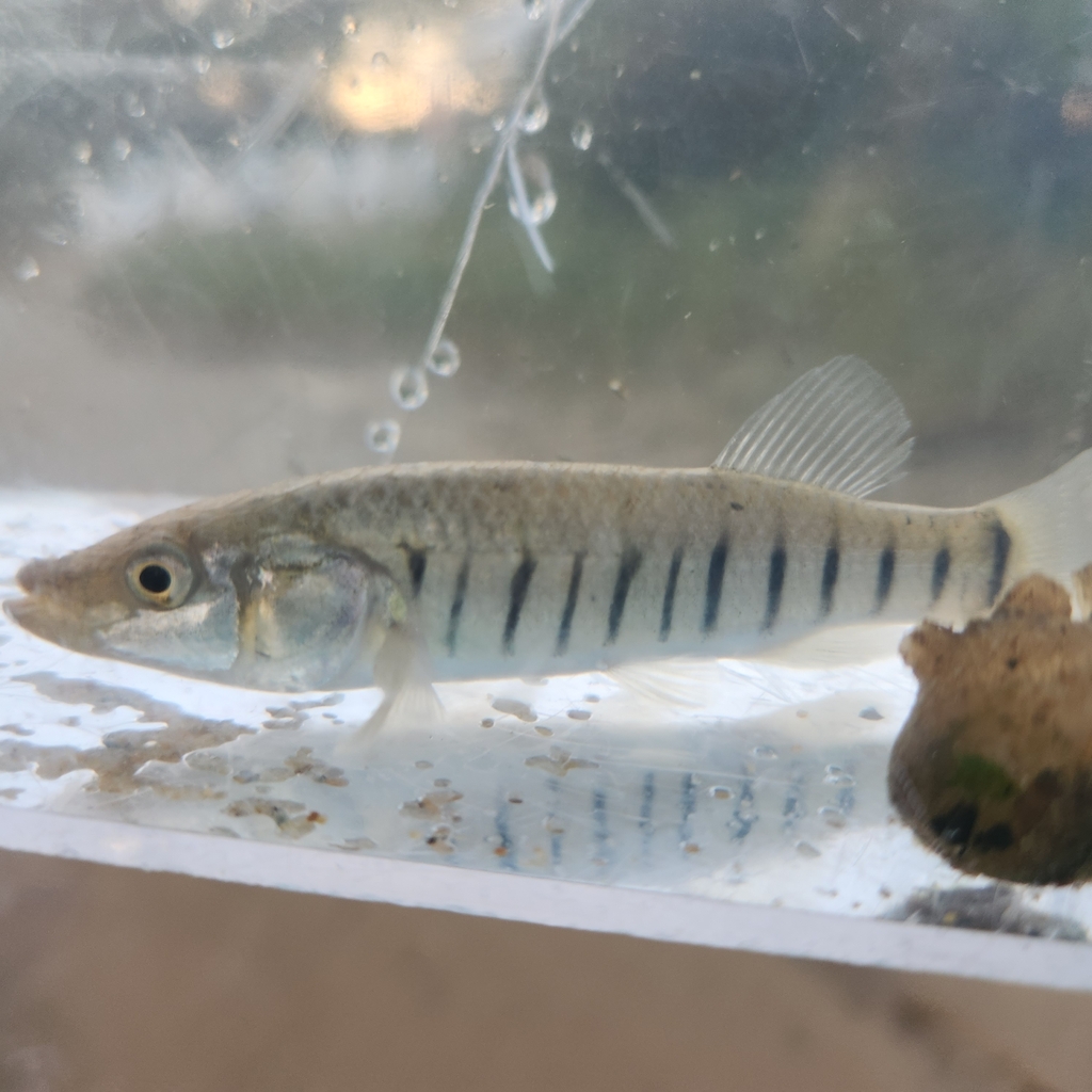 Striped Killifish in October 2023 by Austin Kaplan · iNaturalist