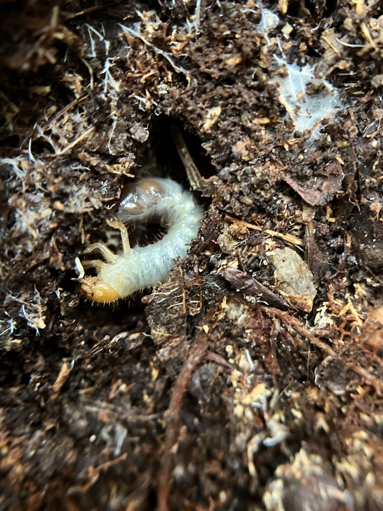 Scarabs in October 2023 by jessicayuan6 · iNaturalist