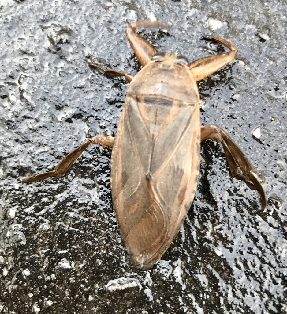 American Giant Water Bug from Chikopi Rd, Magnetawan, ON, CA on October ...