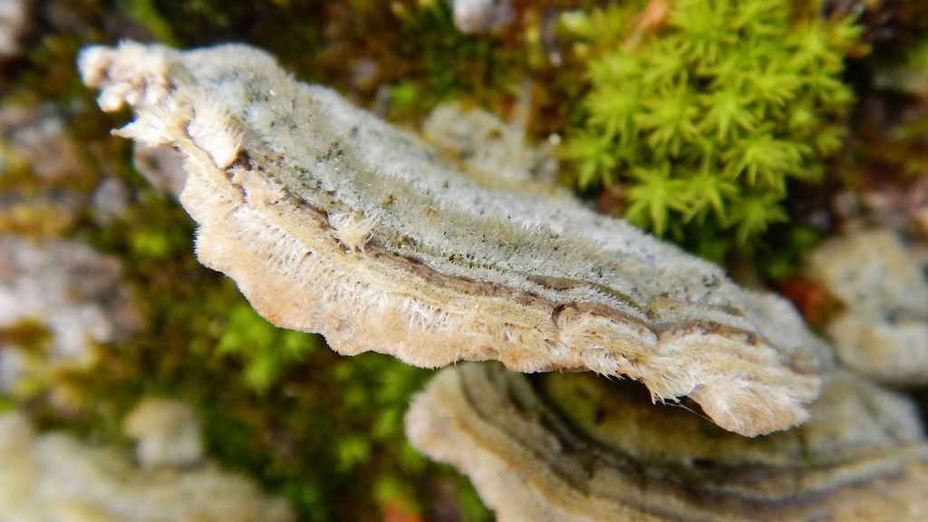 Mossy Maze Polypore from Lake County, MN, USA on October 24, 2023 at 03 ...