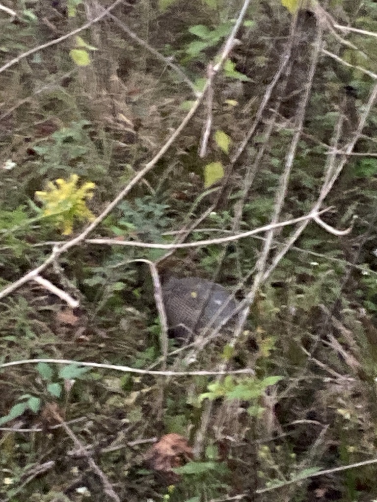 Nine-banded Armadillo from Lake Seminole, Donalsonville, GA, US on ...