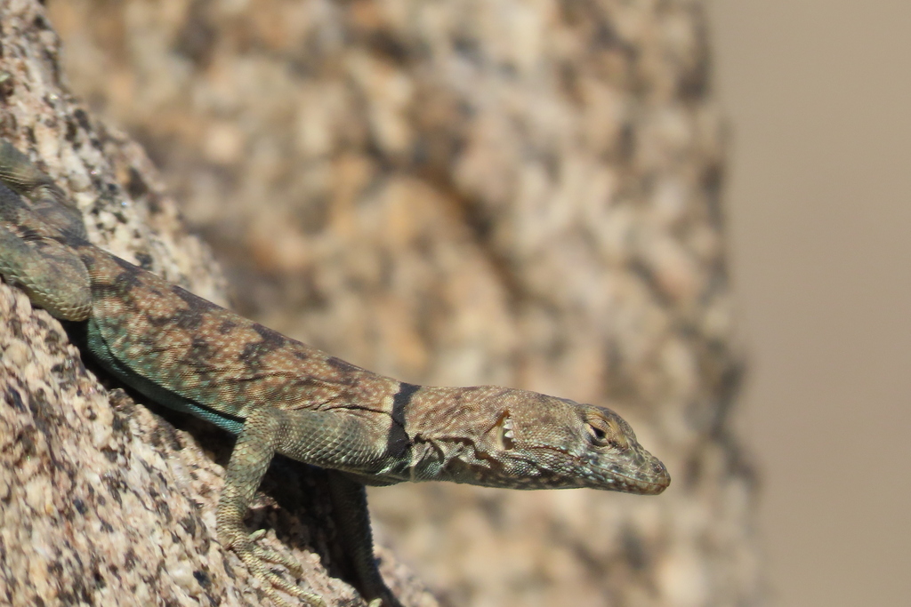 Banded Rock Lizard from Snow Creek, CA 92282, USA on October 24, 2023 ...