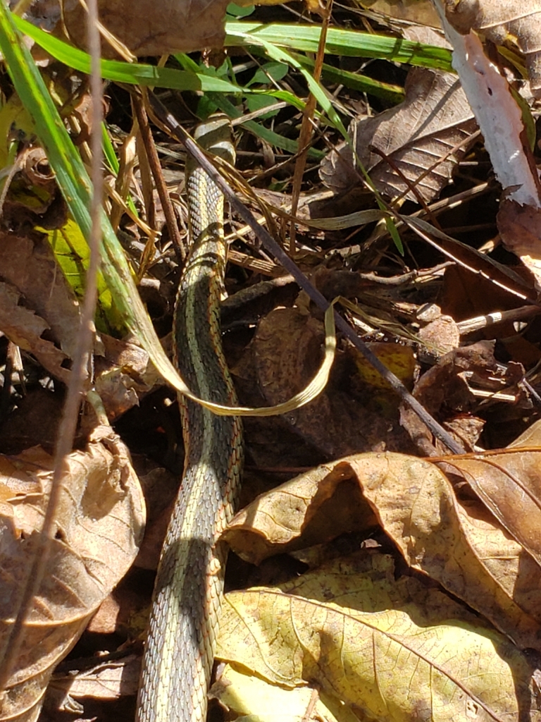 Common Garter Snake from Lyndon Township, MI, USA on October 24, 2023 ...