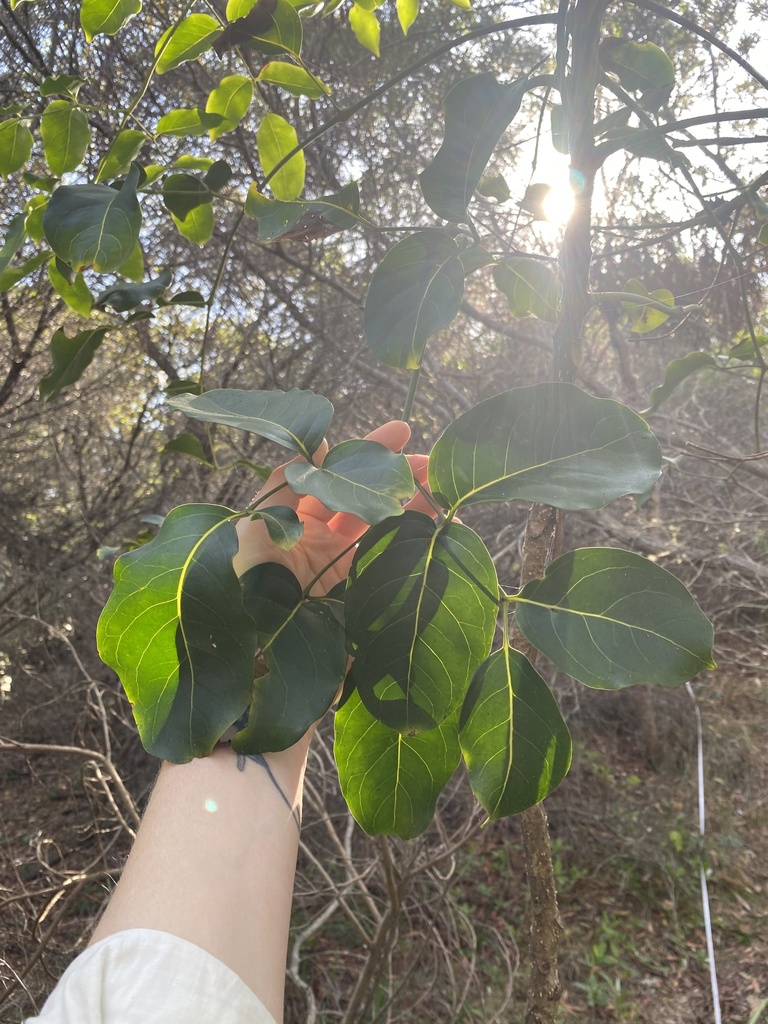 celery wood from K'gari QLD 4581, Australia on October 22, 2023 at 03:46 PM by Jessa · iNaturalist