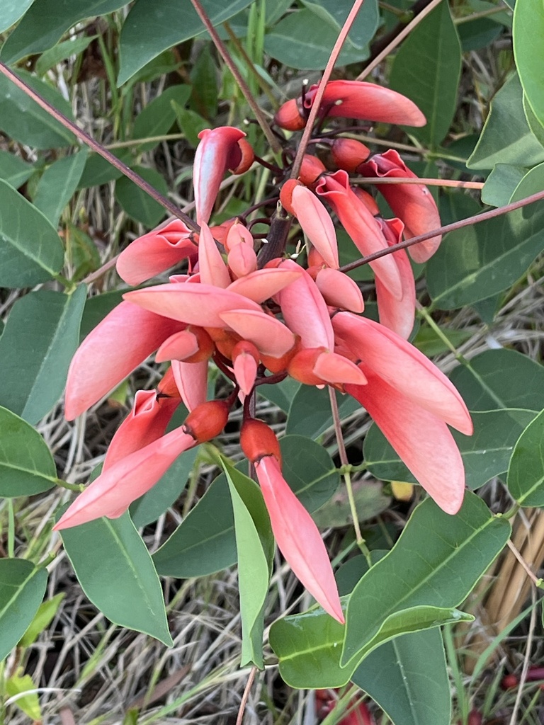 Cockspur coral tree from Southeast Outer Brisbane, Willawong, QLD, AU ...
