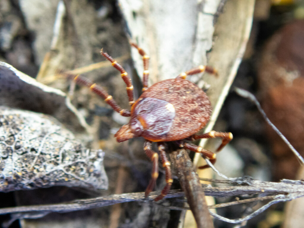 Kangaroo Tick from Bowelling WA 6225, Australia on October 24, 2023 at ...