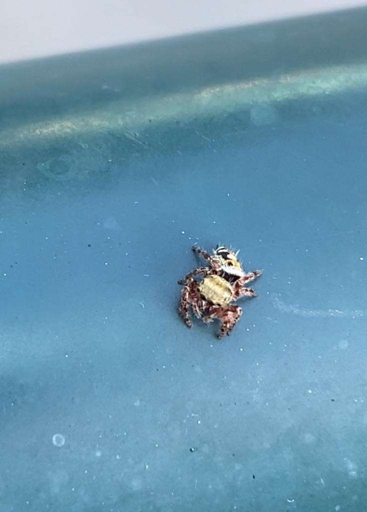 Bold Jumping Spider from Disneyland Resort, Anaheim, CA, US on October ...
